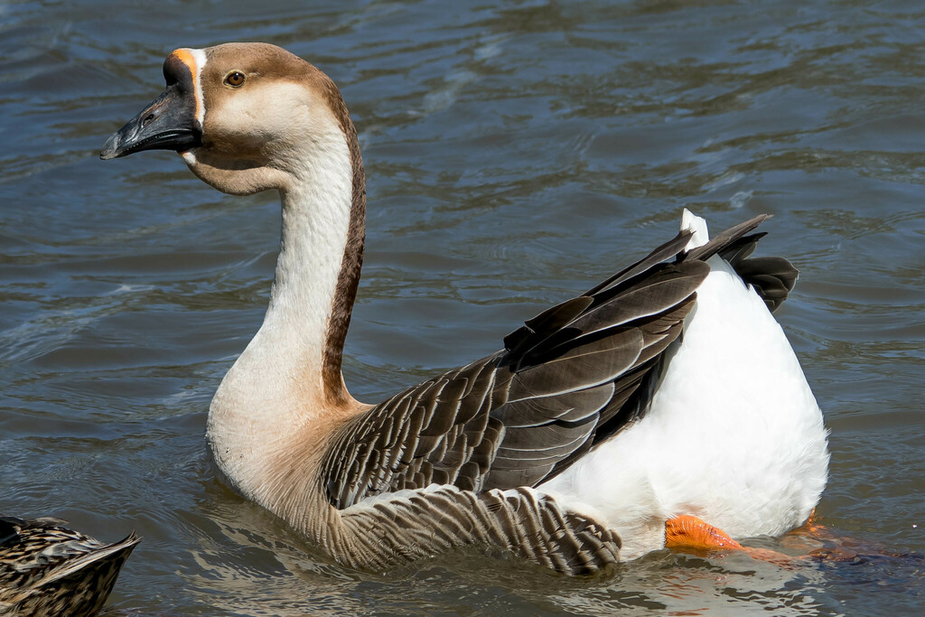 Domestic Swan Goose from Lake Benalla, Benalla VIC 3672, Australia on ...