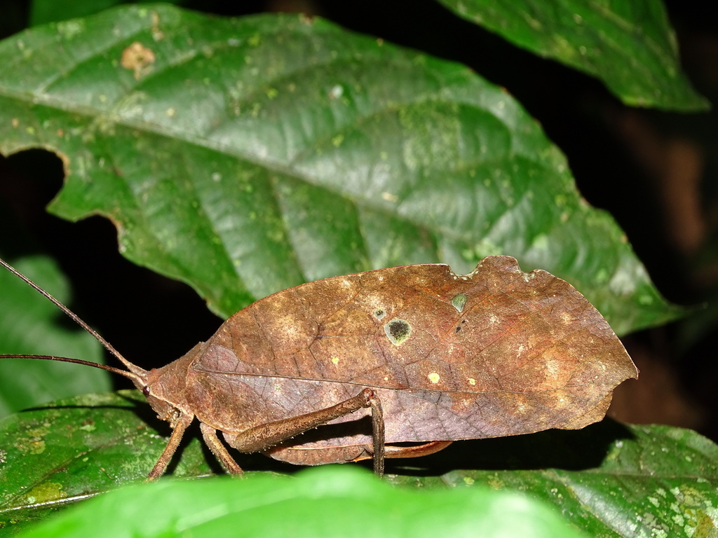 Pterochroza ocellata from Presidente Figueiredo, AM, BR on November 11 ...