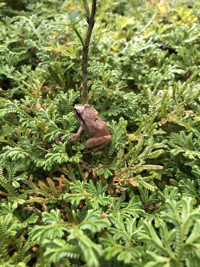 Taylor's Barking Frog from Puerto Vallarta, JAL, MX on November 20 ...