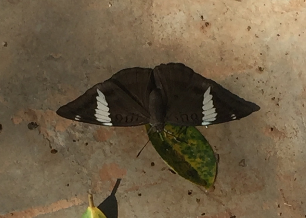 White-edged blue baron from 中山大学南校园119附近 on October 28, 2020 at 12:49 ...