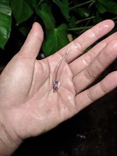 Ghost Catfish (Kryptopterus minor) · iNaturalist