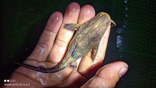 Breitensteinia insignis · NaturaLista Colombia