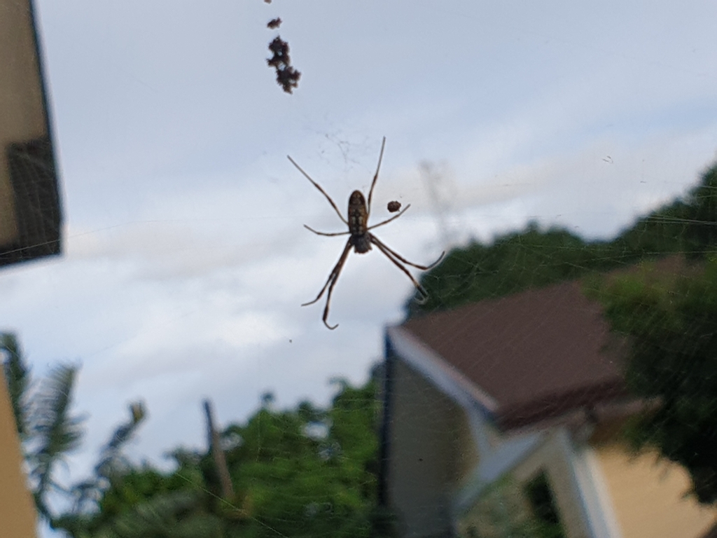 Batik Golden Web Spider from J52P+785, Antipolo, 1870 Rizal ...