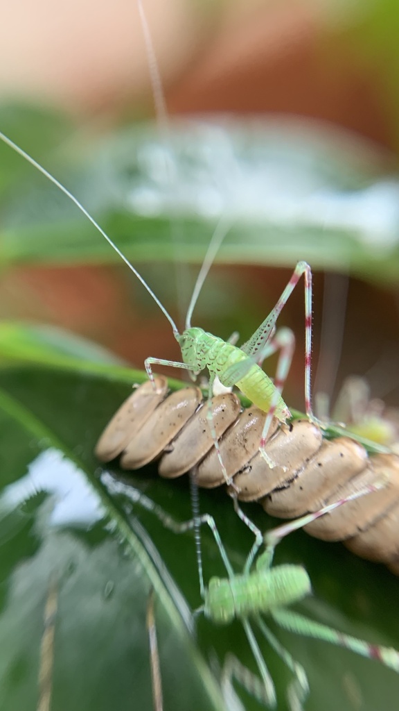 Leaf Katydids in November 2022 by Pablo López · iNaturalist