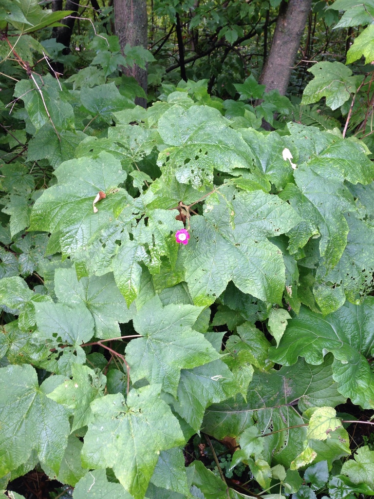 purple-flowered raspberry from 2307–2347 Rte 148, Grenville-sur-la ...