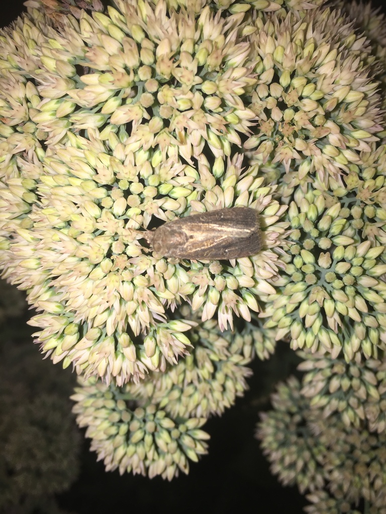 Fall Armyworm Moth in September 2018 by Timothy Reichard · iNaturalist