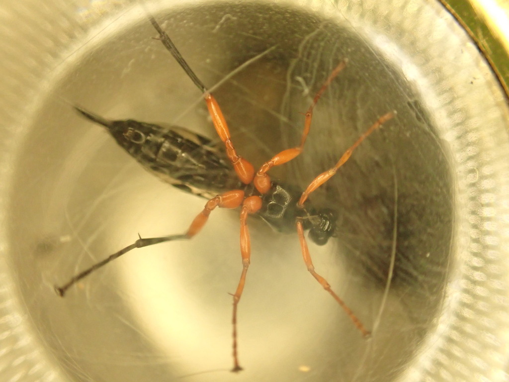 Pimpla pedalis from North Coast, BC, Canada on November 15, 2022 at 08: ...