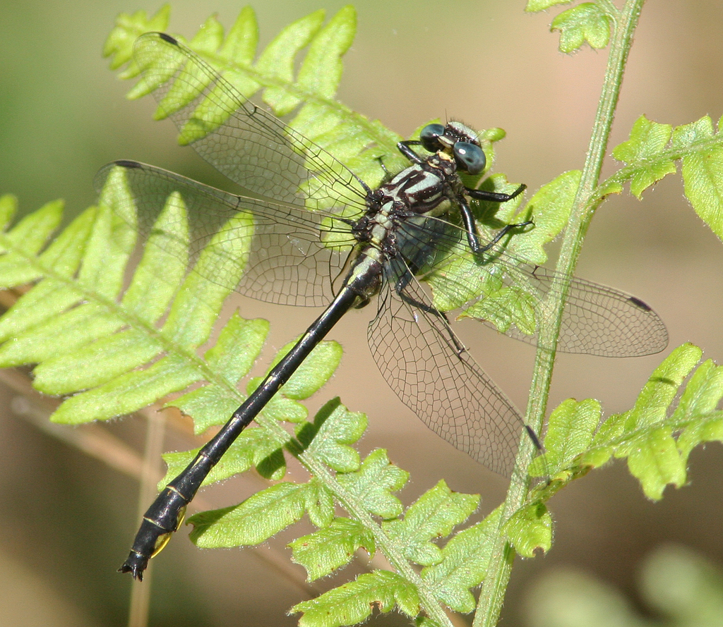 Rapids Clubtail in June 2016 by Allen Barlow · iNaturalist