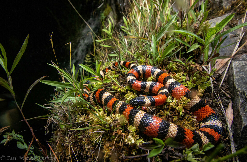 California Mountain Kingsnake in August 2022 by Zeev NG · iNaturalist