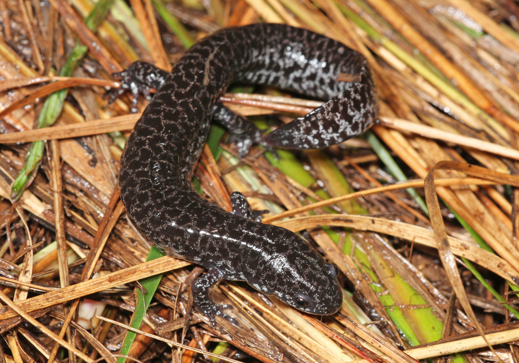 Frosted Flatwoods Salamander in October 2013 by Jake Scott · iNaturalist