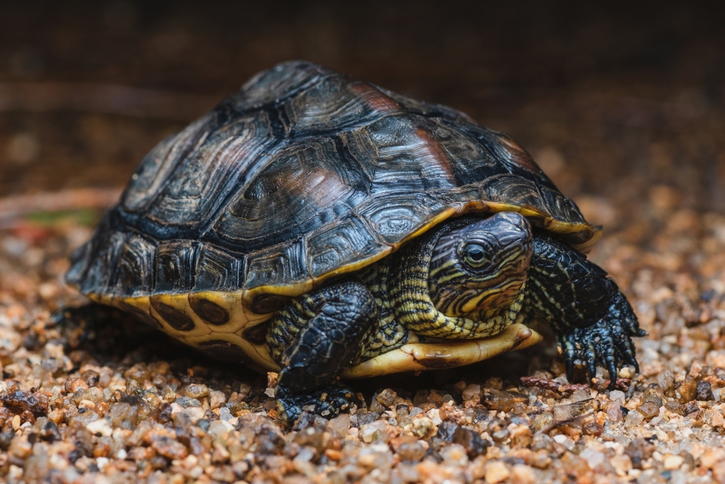 Common thread turtle in September 2022 by João Louro · iNaturalist
