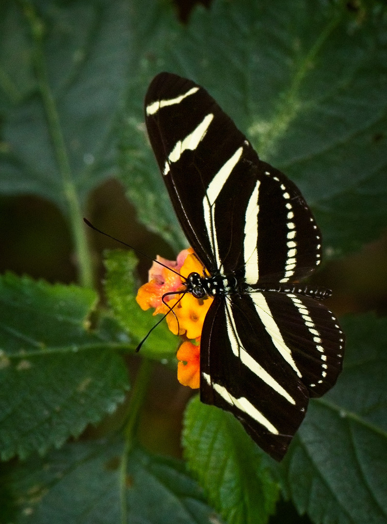 Zebra Longwing in November 2022 by Sharon Shaw Milligan · iNaturalist