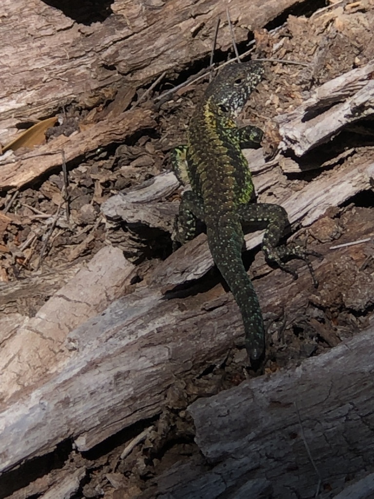 Common Painted Smooth-throated Lizard from Villarrica National Park ...