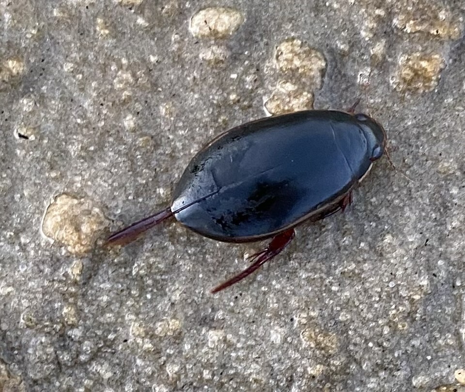 Fringed Diving Beetle from Palm Lake Dr, Pensacola, FL, US on November ...