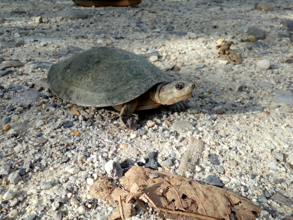 Magdalena River Turtle in August 2018 by Numar Vidal Cubides · iNaturalist