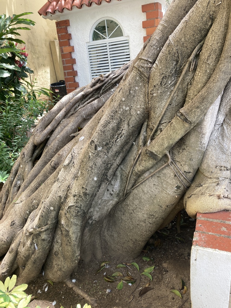 Chinese banyan from Parque de las Palomas, San Juan, Puerto Rico, US on ...