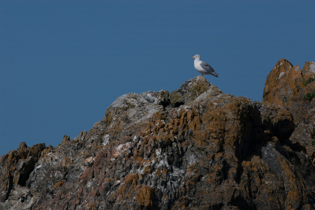 Gulls from Skagit County, WA, USA on September 12, 2004 at 10:38 AM by ...