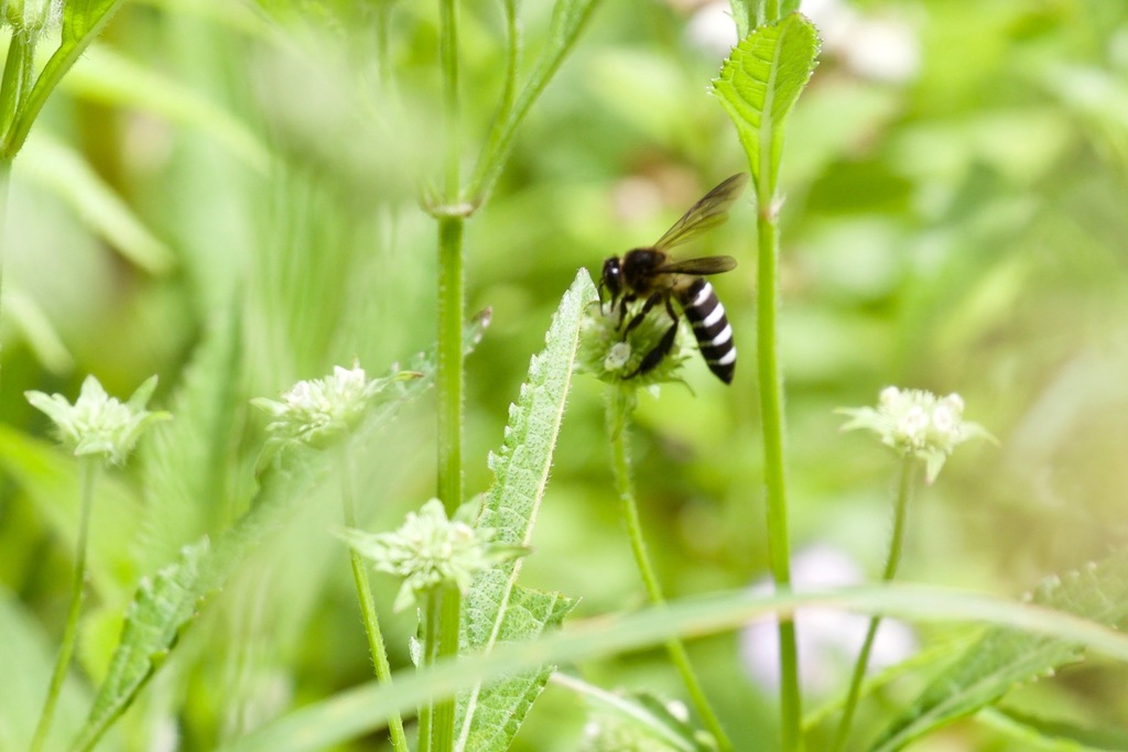 Philippine Giant Honey bee in February 2018 by Mark Jason Villa ...