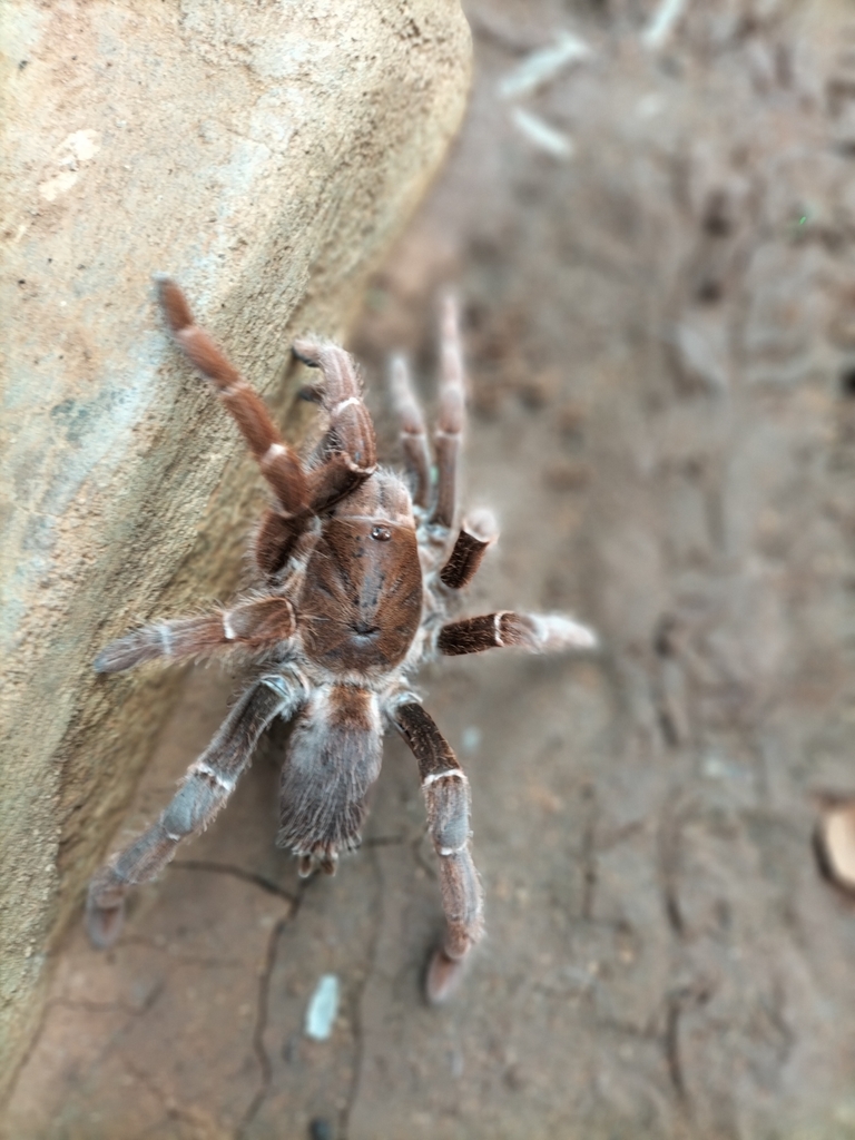King Baboon Tarantula Facts Identifications And Pictures