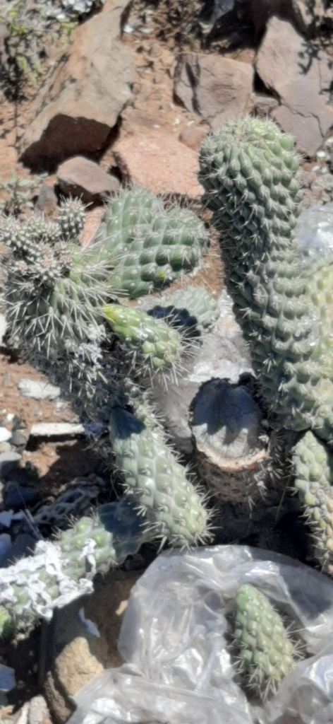 Boxing Glove Cactus from Beaufort West, 6970, South Africa on November ...