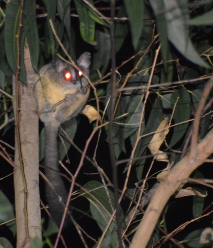 Ethiopia Lesser Galago (Subspecies Galago senegalensis dunni ...