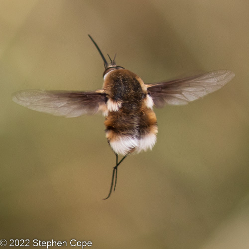 Bombylius cruciatus from oria andalucia spain on June 05, 2022 at 12:56 ...