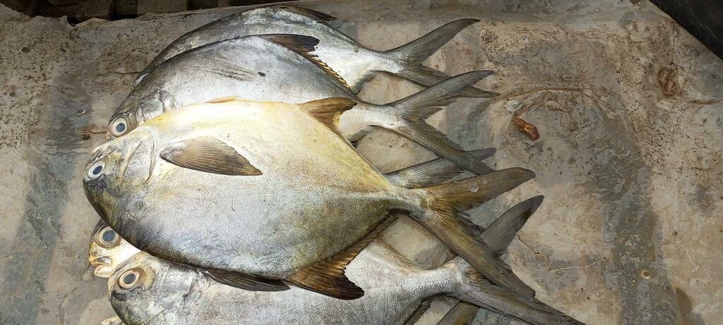 Shortfin Pompano from None on November 12, 2022 by Siren Sighting ...