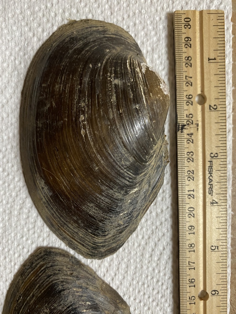 Giant Floater from Idabel, OK, US on November 19, 2022 at 12:00 PM by ...