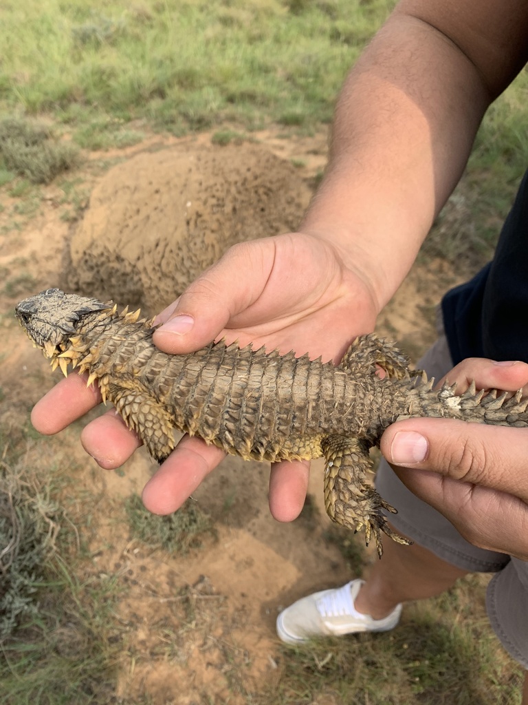Giant Girdled Lizard in February 2019 by Willie de Waal. Ouvolk ...