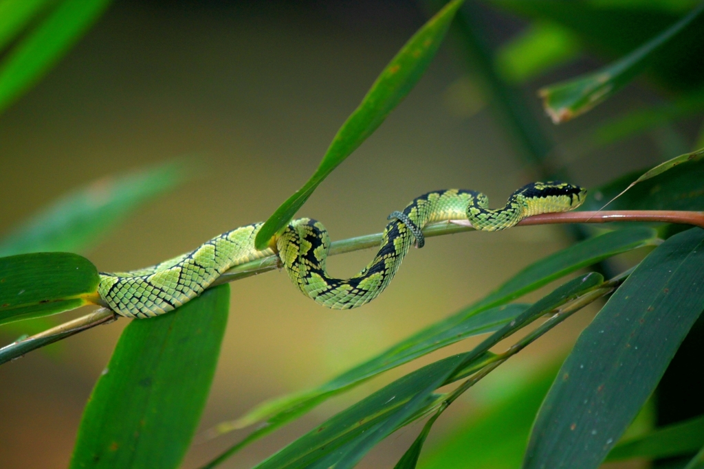 Sri Lankan Green Pit Viper from Sinharaja Access Rd, Sri Lanka by ...