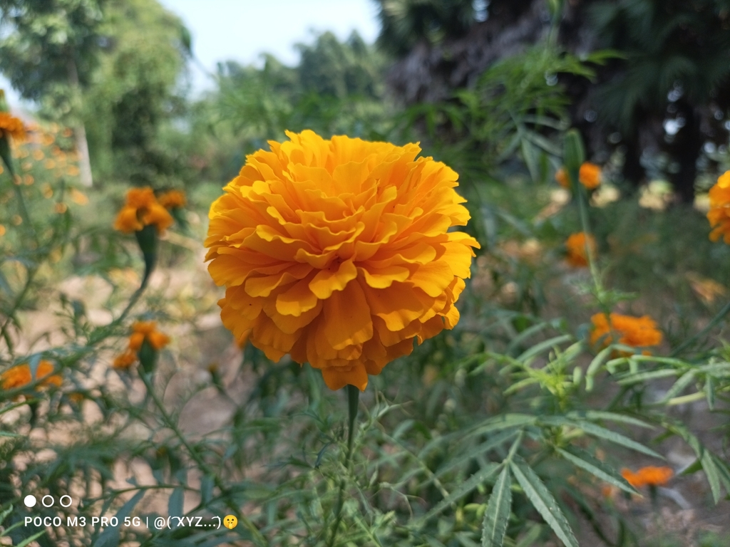 Mexican marigold from WJWF+M9H, Nuagan, Odisha 757049, India on ...