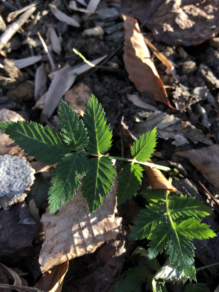 Strawberry-raspberry from Isaac Taylor Dr, West Chester, PA, US on ...