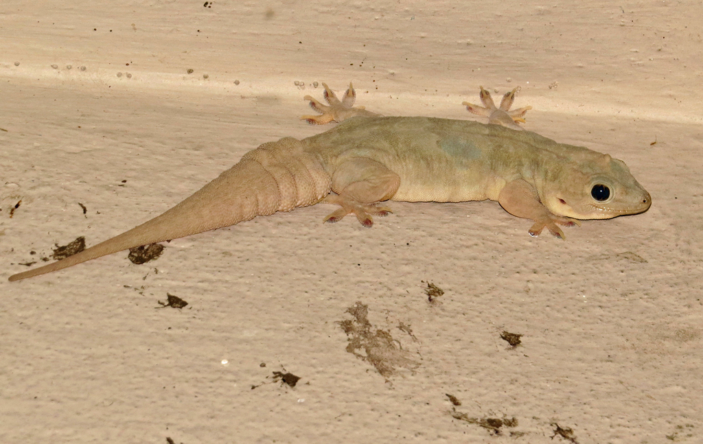 Northern House Gecko from Sauraha, Nepal on September 29, 2019 at 06:56 ...