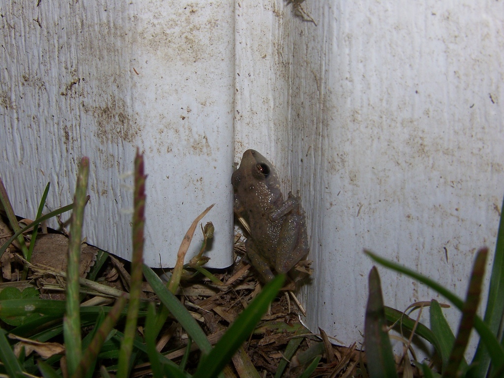 Rio Grande Chirping Frog from Lafayette Parish, LA, USA on February 3 ...