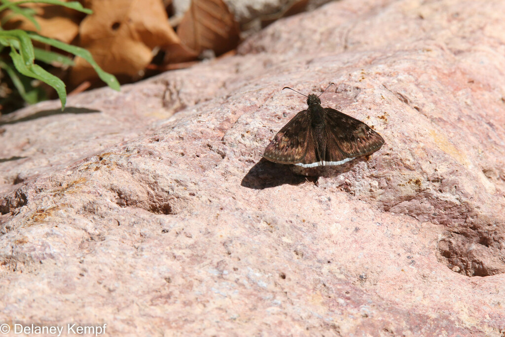 Pacuvius Duskywing from South Fork Cave Creek, Arizona 85632, USA on ...