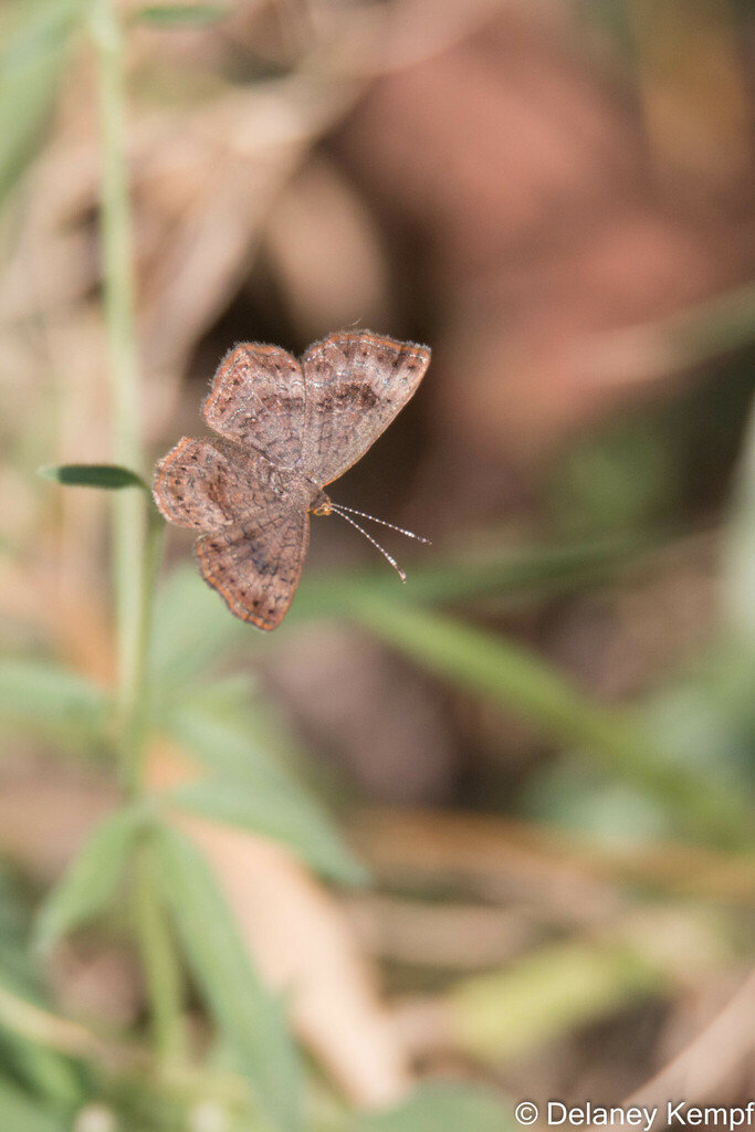 Rounded Metalmark from 1101 S Texas Blvd, Weslaco, TX 78596, USA on ...