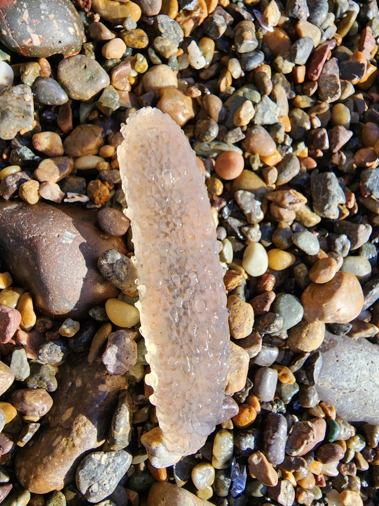 Pyrosoma atlanticum from Carmel-By-The-Sea, CA 93923, USA on November ...