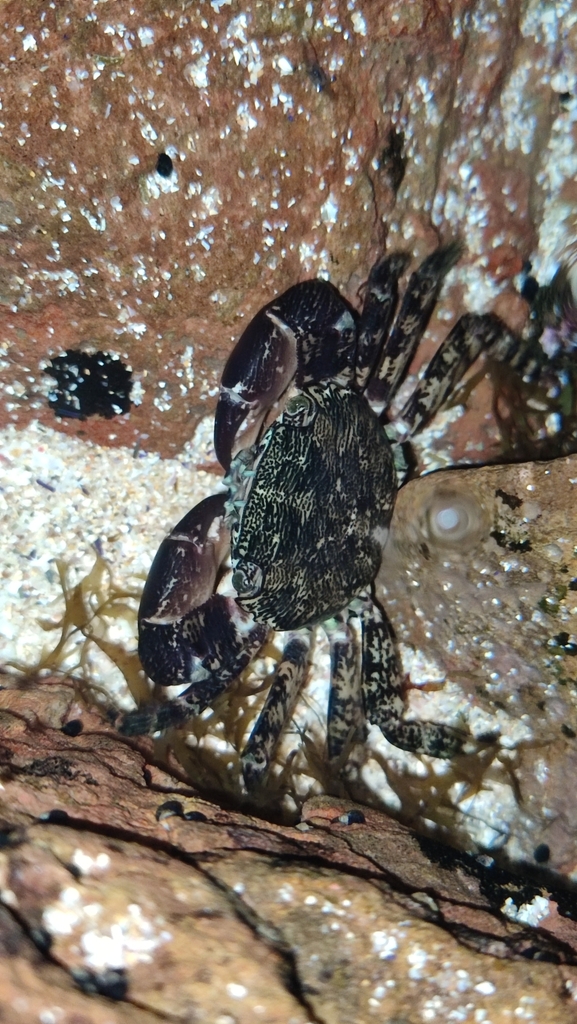 Marbled Crab from Sagres, 8650 Sagres, Portugal on November 22, 2022 at ...