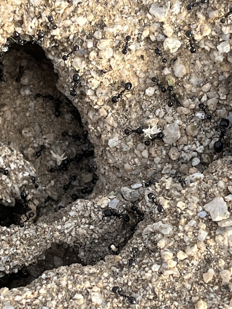 Veromessor pergandei from near Great Southern Overland Stage Route, San ...