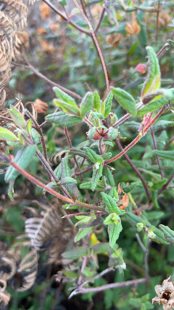 Cistus inflatus from Gualala on 22 November, 2022 at 03:43 PM by yvette ...