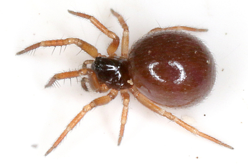 Genus Maso · iNaturalist United Kingdom