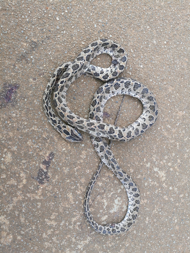 Many-spotted Cat Snake from 中国海南省海口市美兰区 on January 4, 2017 at 11:14 AM ...