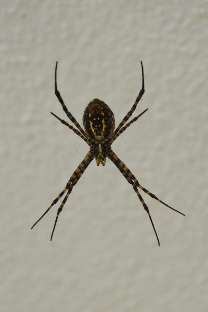 Banded Garden Spider from 8650 Sagres, Portugal on October 4, 2014 at ...