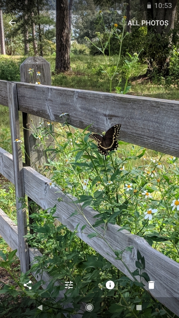 Palamedes Swallowtail from 8451 Co Rd 151, Tallahassee, FL 32309, USA ...