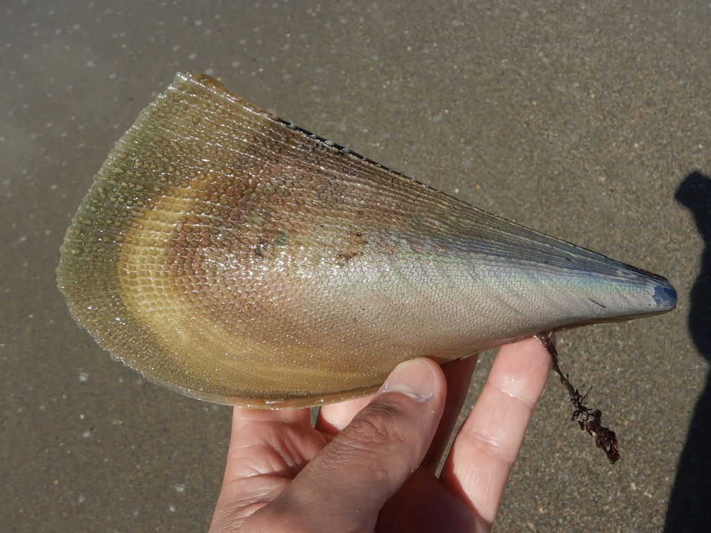 Sawtooth Pen Shell from Cape Canaveral, FL 32920, USA on November 12 ...