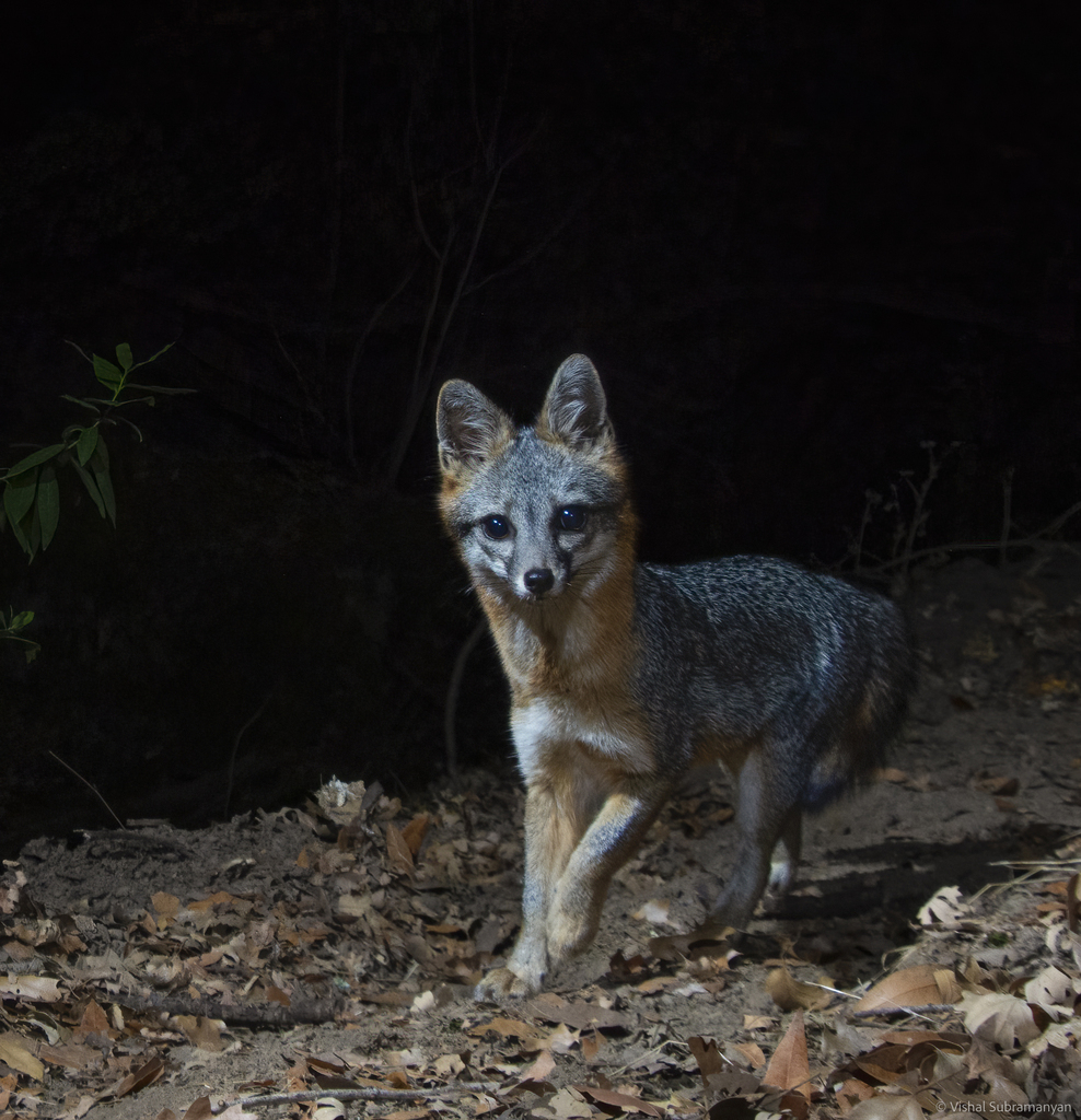 Gray Fox in October 2022 by Vishal Subramanyan. Gray fox visiting my ...
