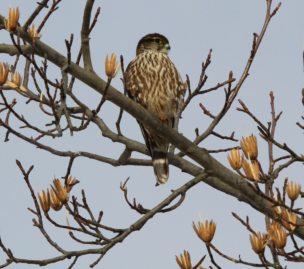 Merlin from Coverdale Farm Preserve of Delaware Nature Society on ...