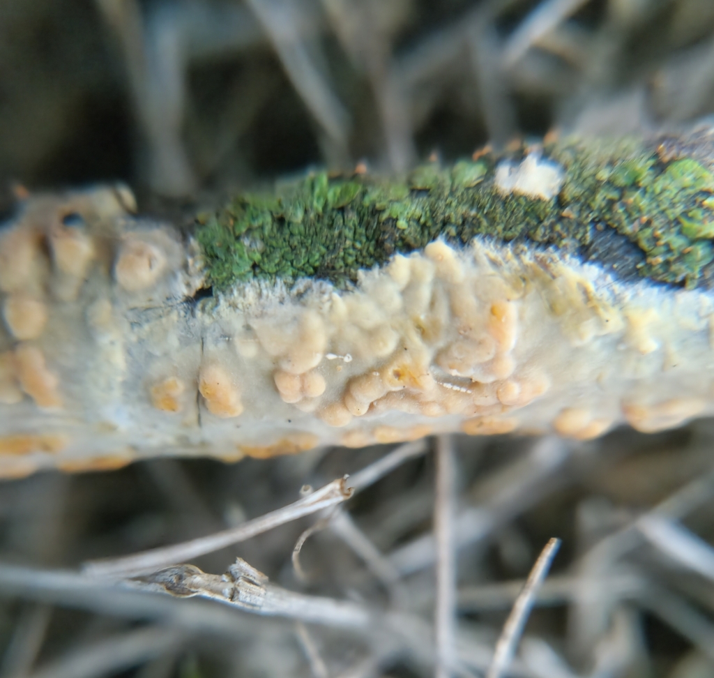 Basidiomycete Fungi in November 2022 by Kate Calderwood. On a stick ...