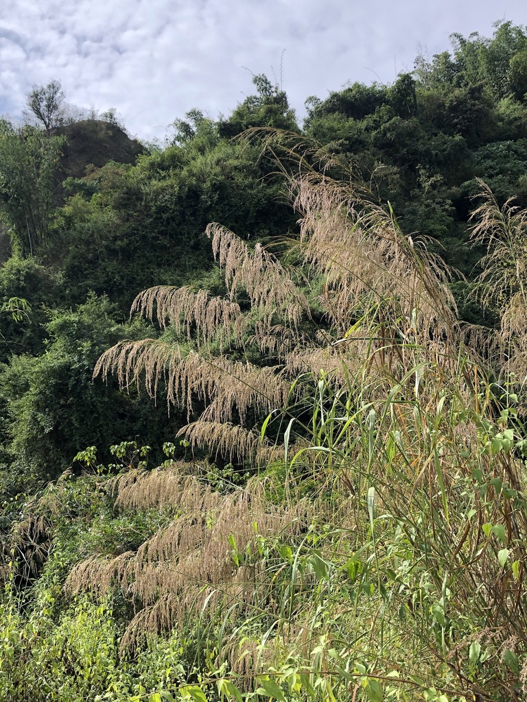 Burma Reed in November 2022 by 陳慧珠 · iNaturalist