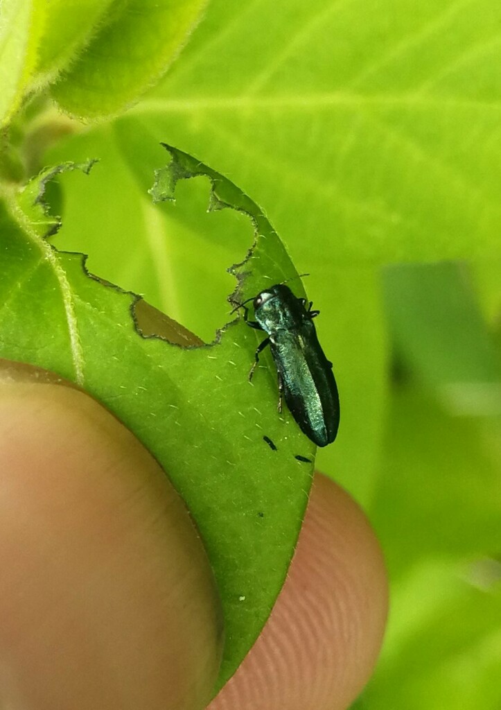 Agrilus cyanescens from Bel-Air, 75012 Paris, France on June 07, 2019 ...